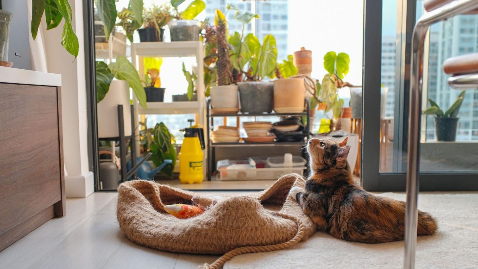 Ways to Build a Happy, Secure Indoor Environment for Cats - Active ...