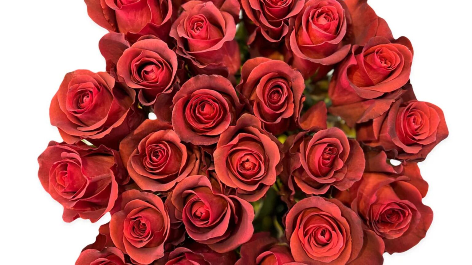 Matilda Rose Variety: A Complete Guide for Flower Lovers ...