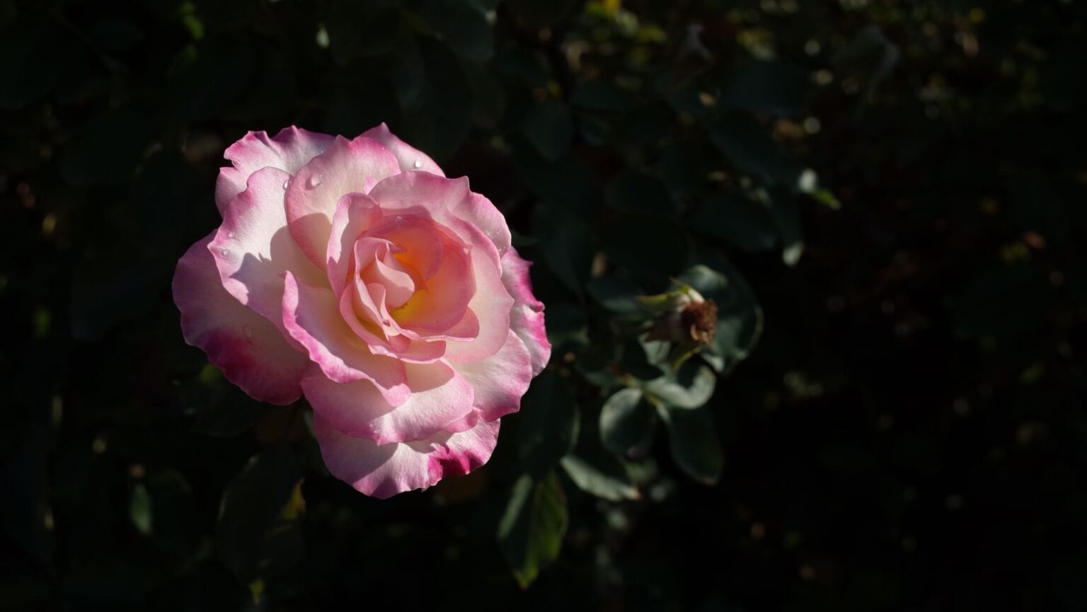 Matilda Rose Variety: A Complete Guide for Flower Lovers ...