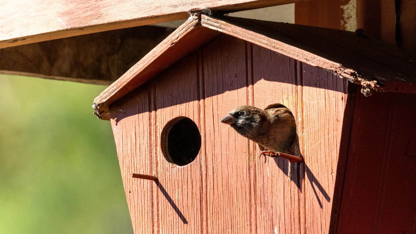 What Should First-Time Poultry Keepers Look for in a Bird Shelter ...