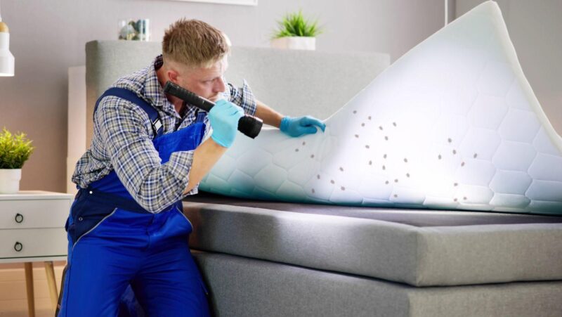 The Importance of Choosing Specialist Bed Bug Treatment Providers ...